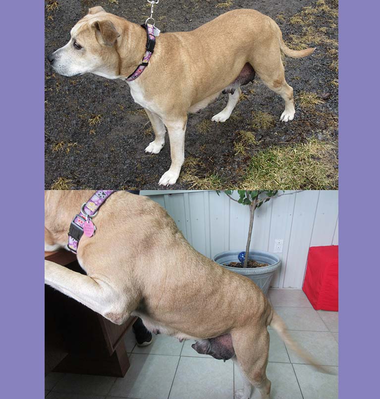 Kiko dog rescue and adoptions