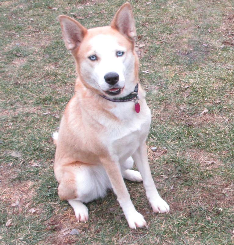 Kiko dog rescue and adoptions